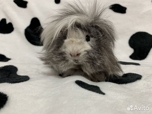 Морская свинка перуанская мальчик