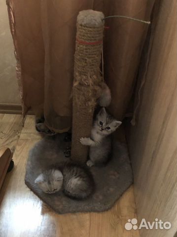 Котенок отдам хорошим людям, бесплатно