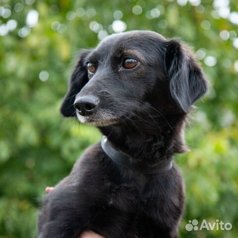 Ищет лучший дом мелкая собачка Кира