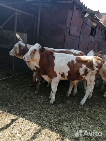 Сименталы быкм