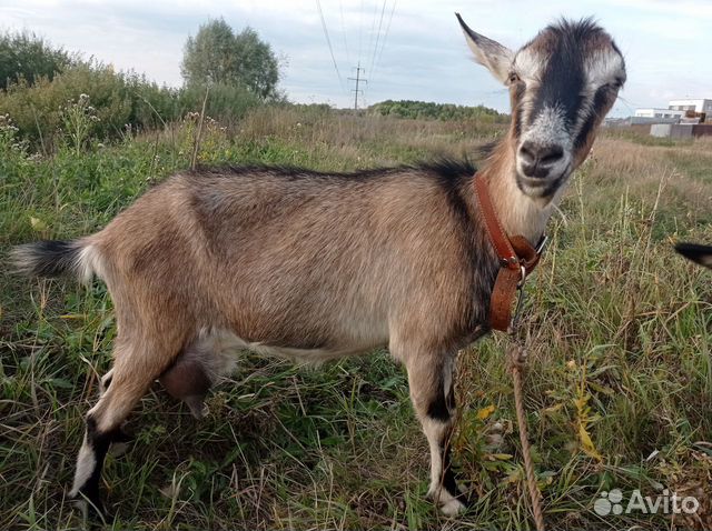Коза дойная молочная