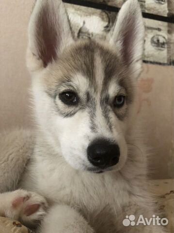 Собаки