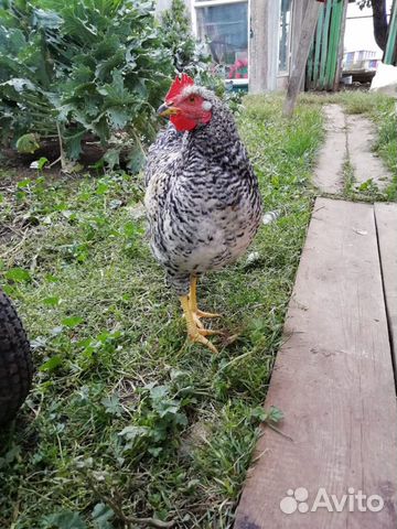 Продаю породистых петушков