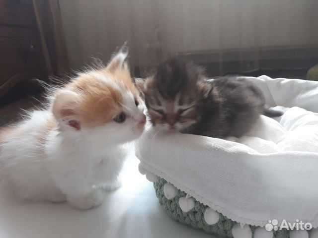 Девочки манчкин