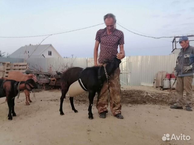 Козел альпийский