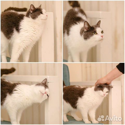 Чудная кошечка