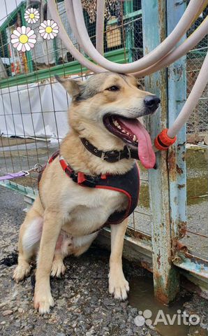 Славный пёс Персик в добрые руки