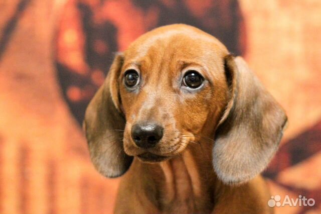 Щенок гш таксы