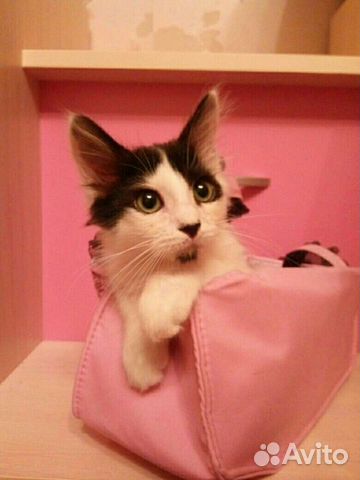 Малыш ищет самую лучшую маму