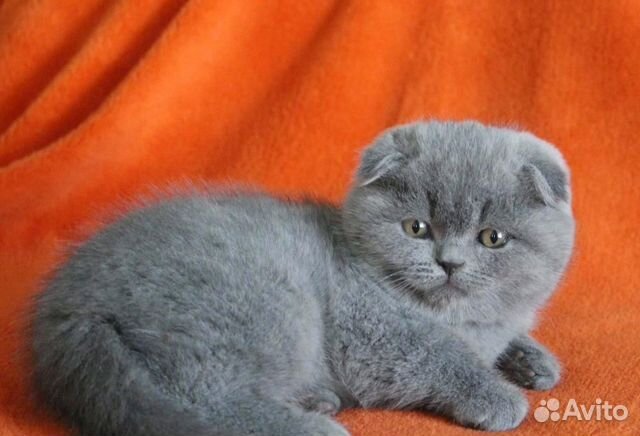 Классные котята в добрые руки