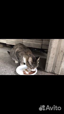 Две кошки ищут дом