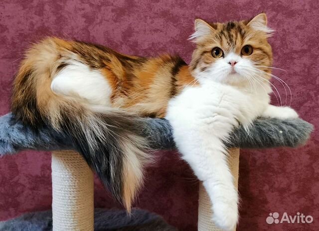 Хайленд страйт. Взрослая кошка. В разведение