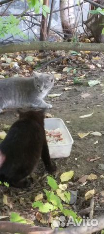 Котята серые