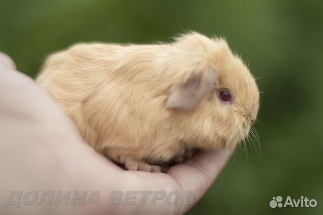 Мальчик английский селф кремовый