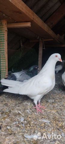 Голуби римские бухарские кучерявые