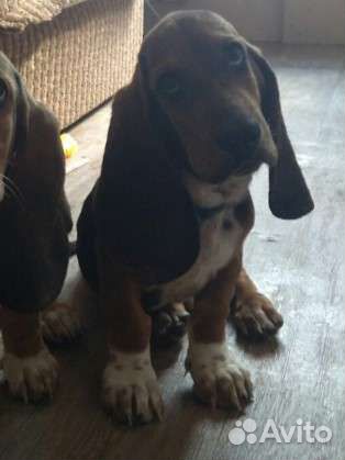 Щенки бассет хаунд