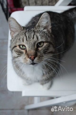 Бездомный котенок