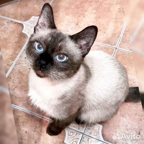 Тайский (сиамский) фенотип мальчишка, в добрые руч