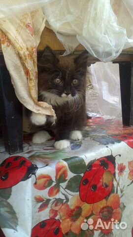 Отдам котенка в добрые руки