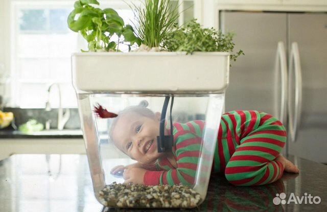 Аквариум с садом - Акваферма