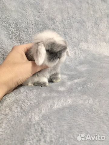 Эксклюзивный миниатюрный кролик