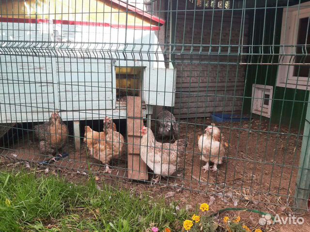 Курицы несушки
