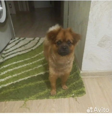 Срчно ищет дом