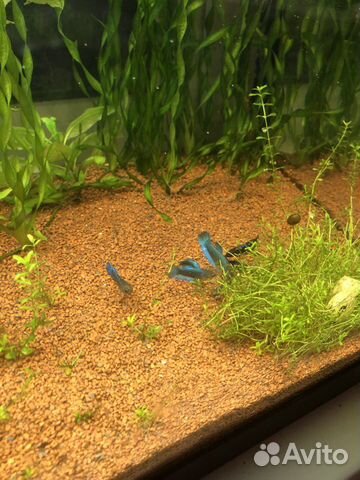 Мальки петушка