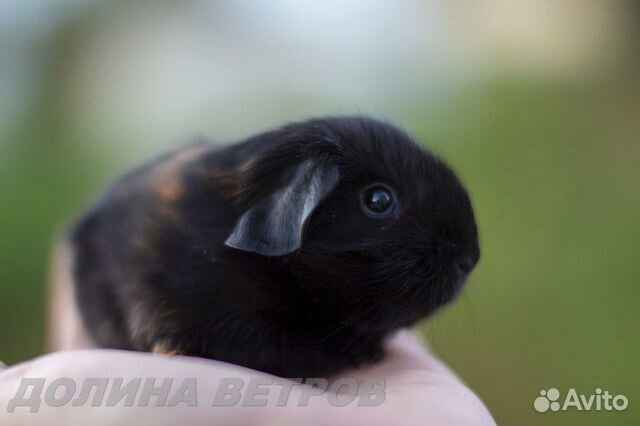 Морская свинка черепаховая, мальчик