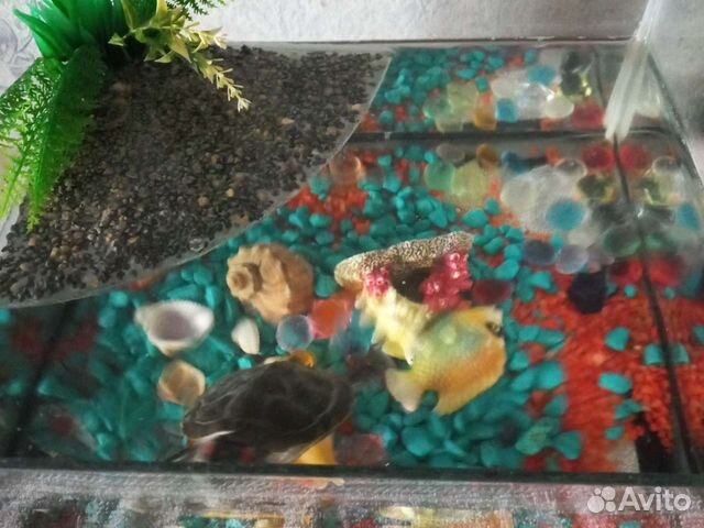 Красноухая черепаха