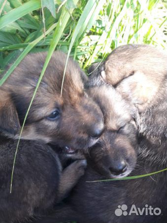 Щенки метис Лайки
