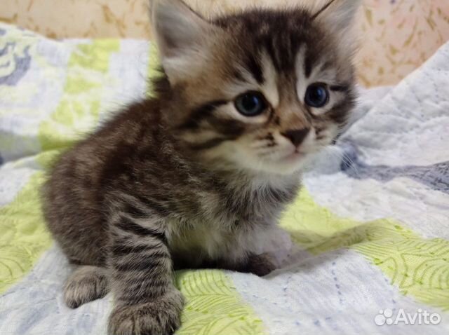 Симпатичная полосатая кошечка