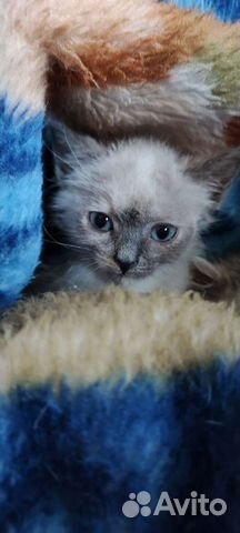 Невская маскарадная Котёнок 1 мес