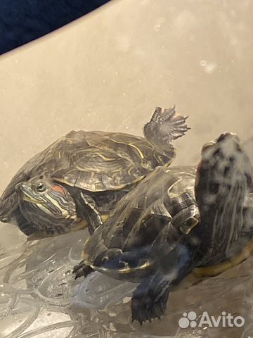 Черепашки красноухие