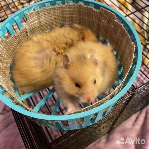 Сирийский хомяк