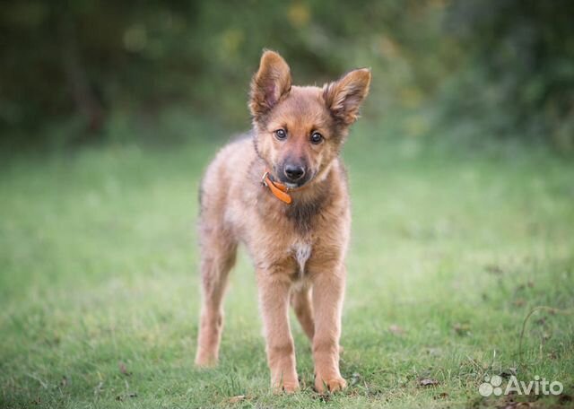 Собака в добрые руки щенок