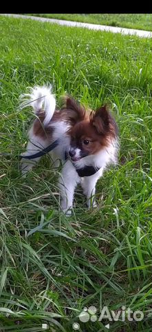 Щенок папийона мальчик