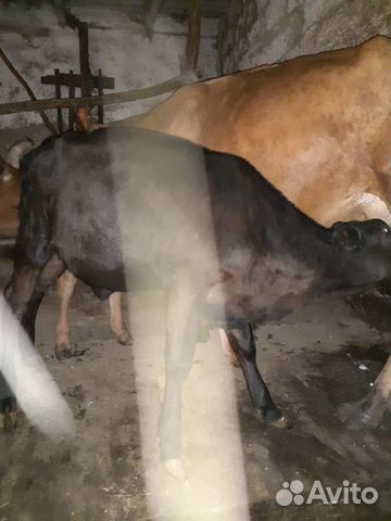 Телята подсосные