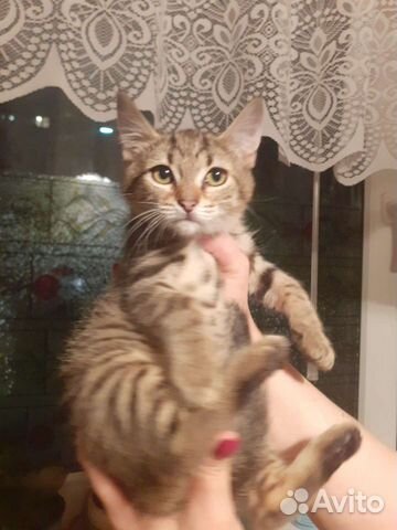 Котята