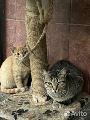 Котенок серый