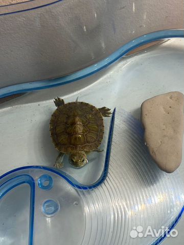 Продам красноухую черепаху