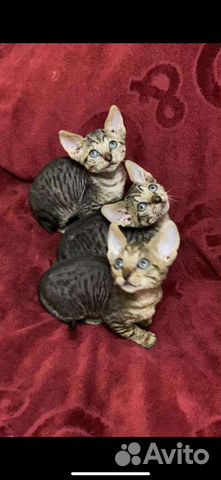Небесные кошки