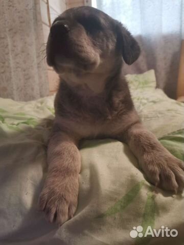 Собаки бесплатно в добрые руки щенки