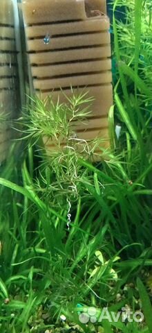 Растения для аквариума