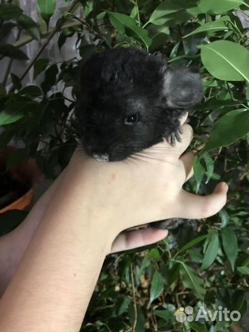 Продаются маленькие шиншиллята