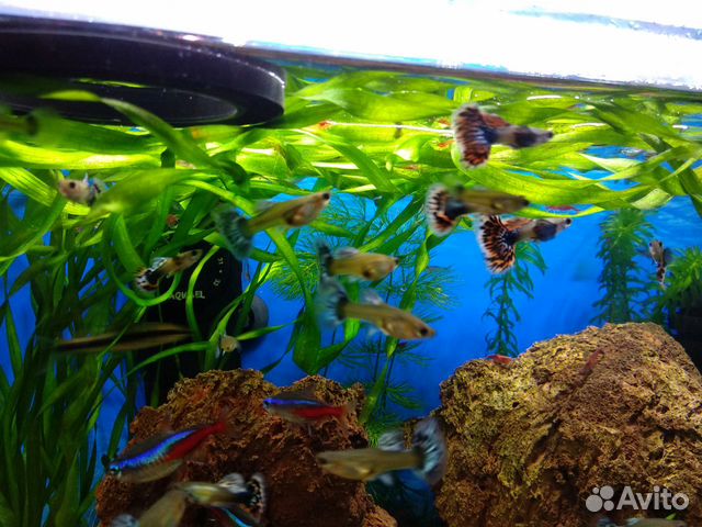 Гуппи слоновьи уши