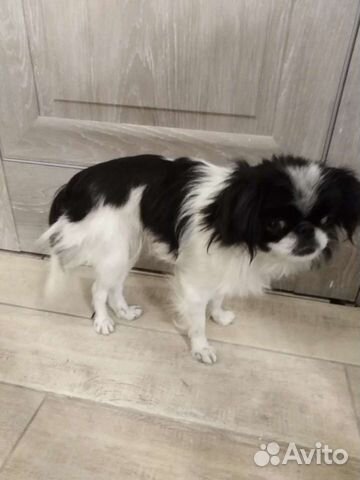 Японский хин