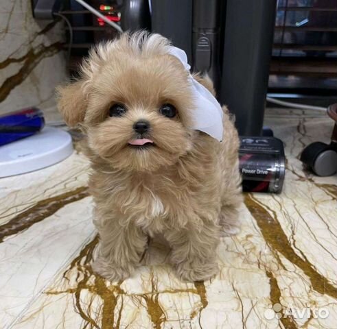 Мальтипу Микро Привезена из Кореи