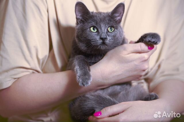 Кошечка в добрые руки