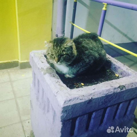 Котик ищет дом